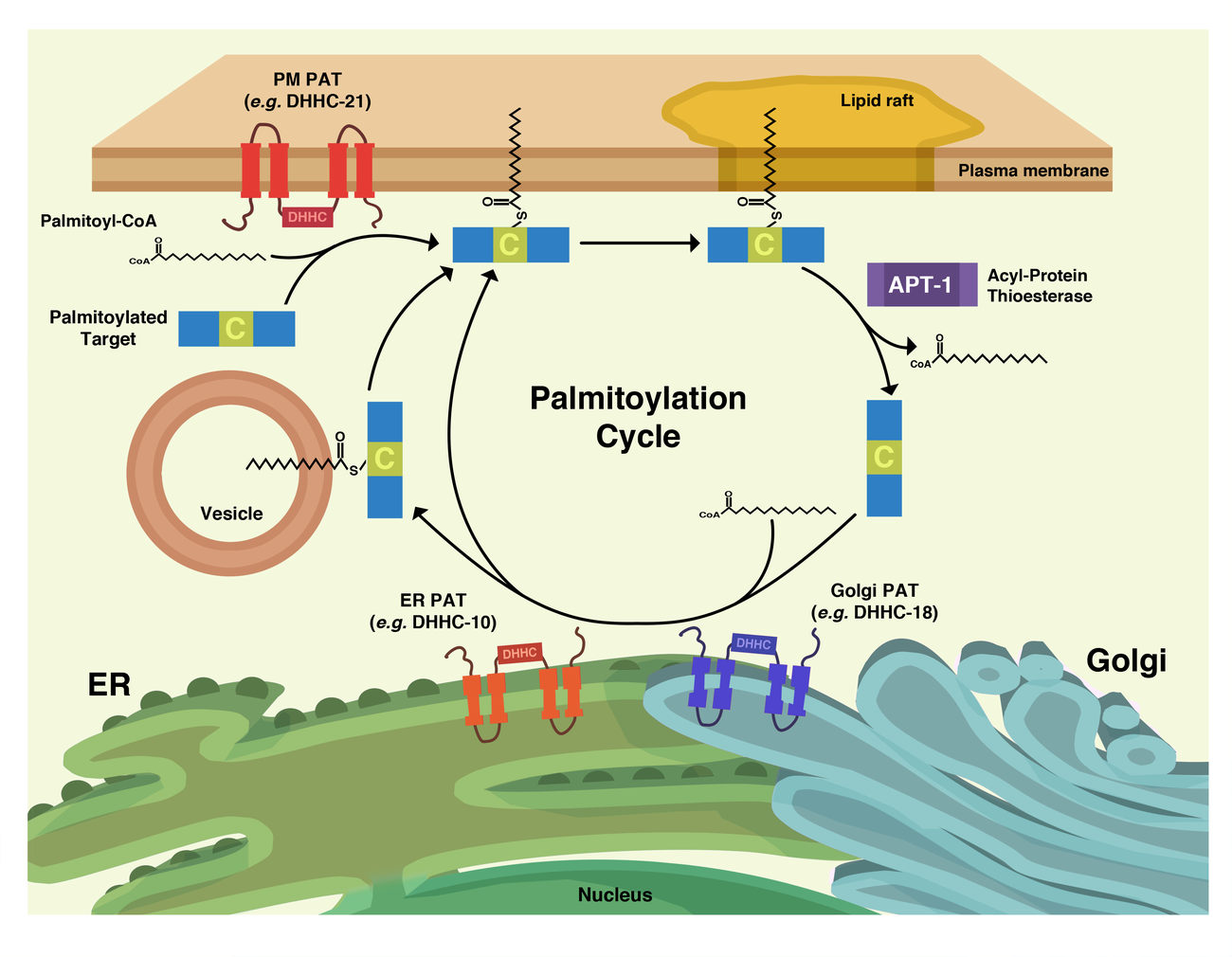 Scaffolding proteins at the membrane • Freund Group - Protein ...