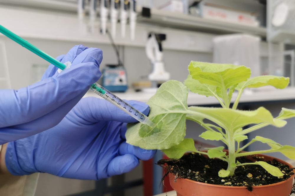 Molecular Plant Sciences • Biology • Department of Biology, Chemistry, Pharmacy